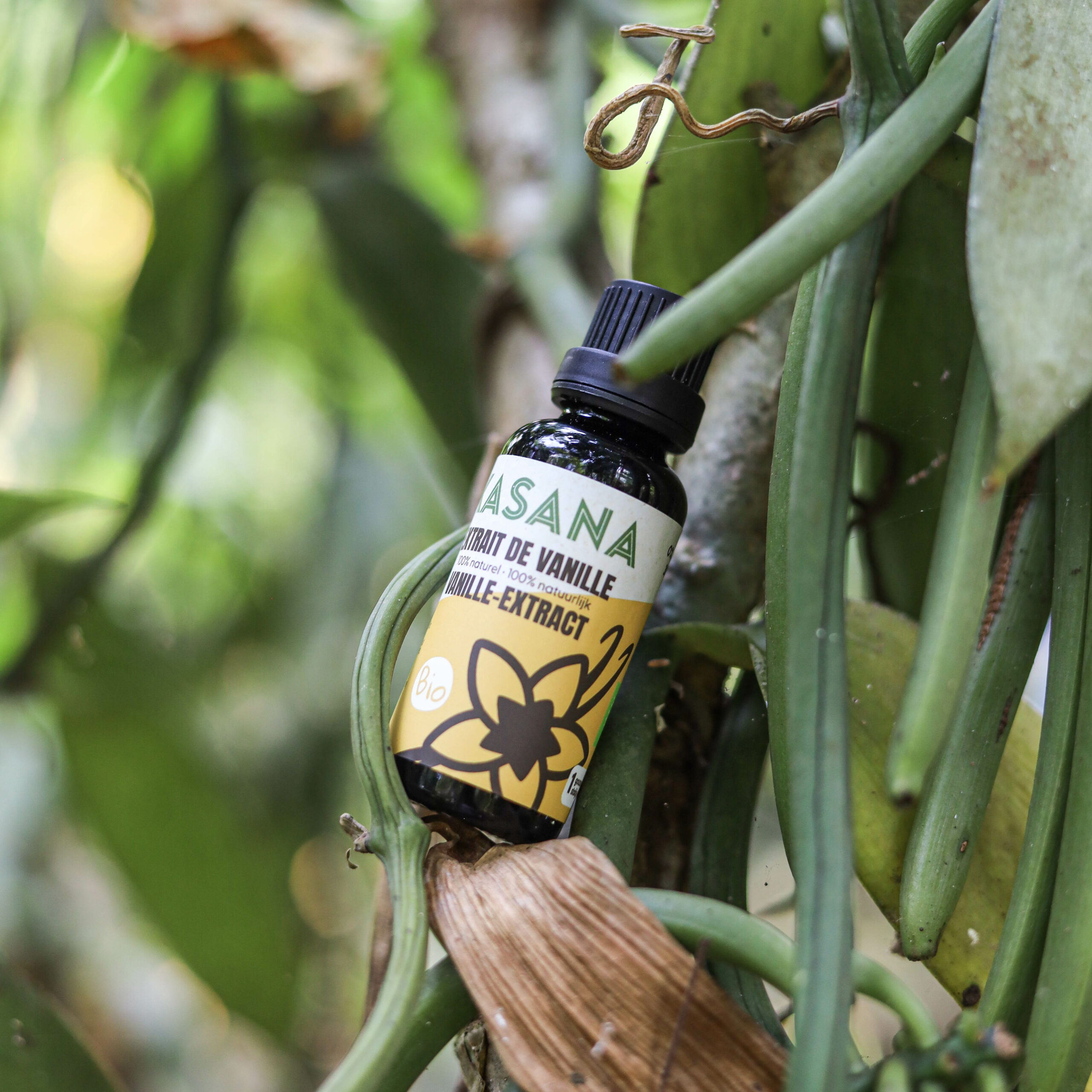 Flavor or Vanilla Extract: What Should You Choose?