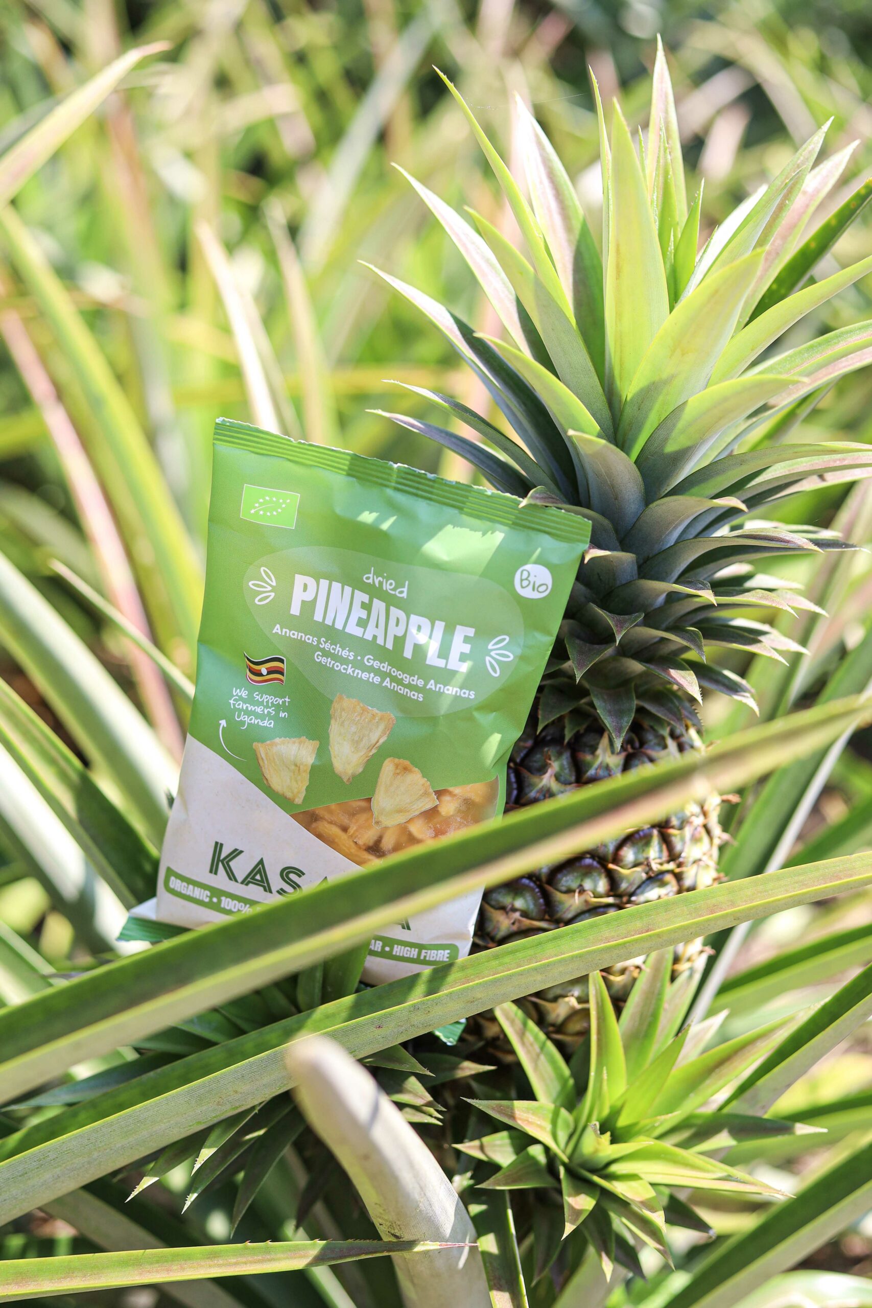 Pineapple Project in Uganda | Kasana