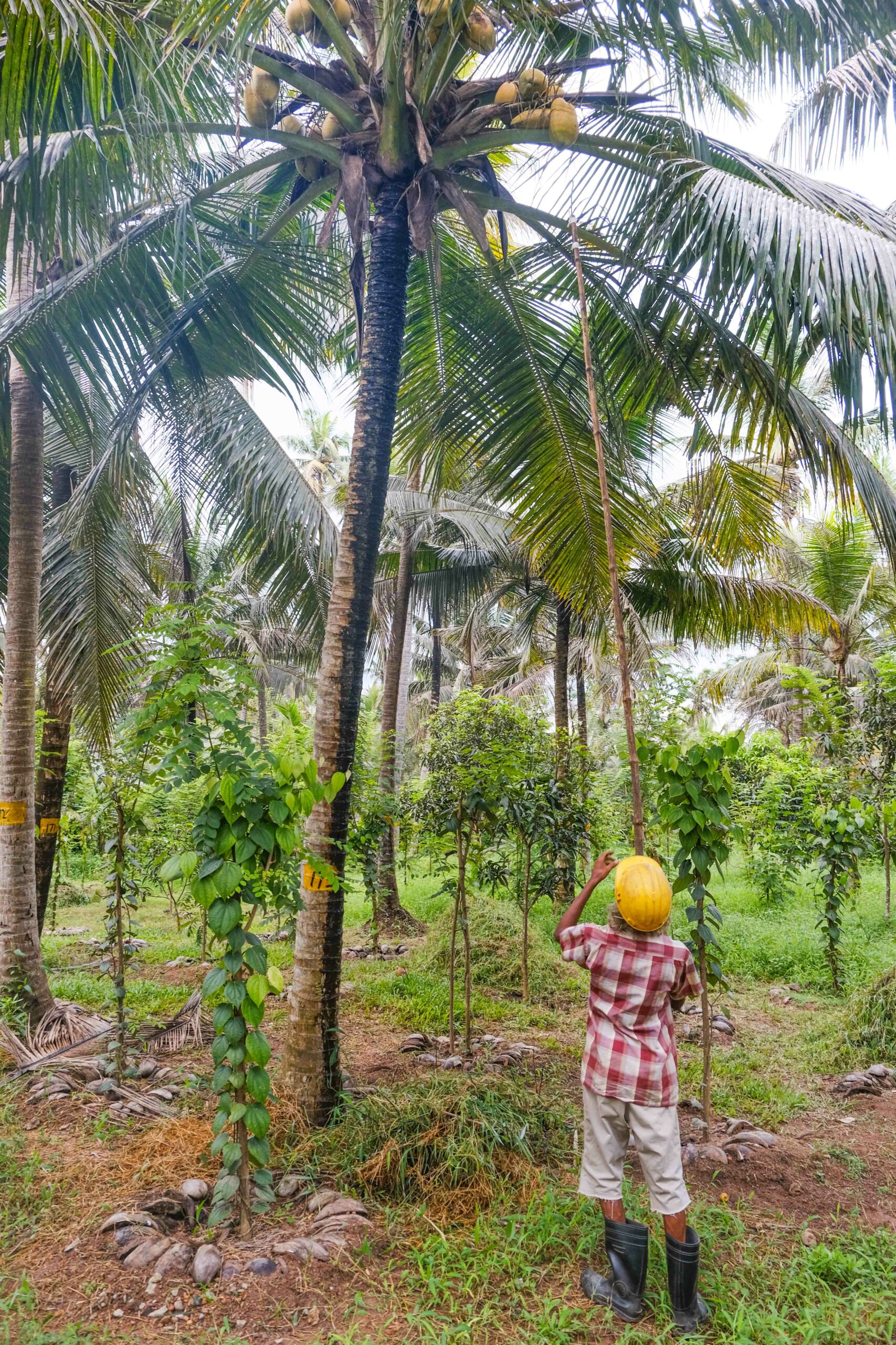 Filière de Noix de Coco au Sri Lanka | Kasana